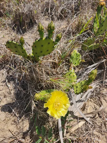 Best Hikes and Trails in Coconut Point Sanctuary | AllTrails