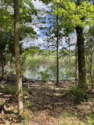 2023 Best Bird Watching Trails in Floral City | AllTrails