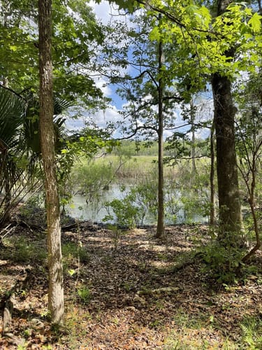 Best Hikes and Trails in Citrus Wildlife Management Area | AllTrails