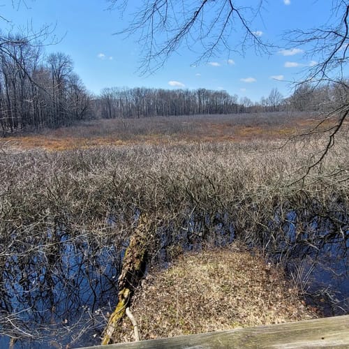 Best Hikes and Trails in Springfield Bog Metro Park | AllTrails