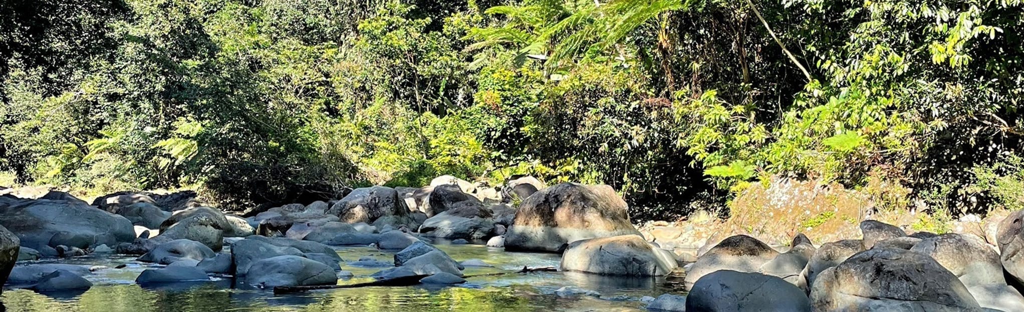 Angelito Trail, East Region, Puerto Rico - 521 Reviews, Map | AllTrails