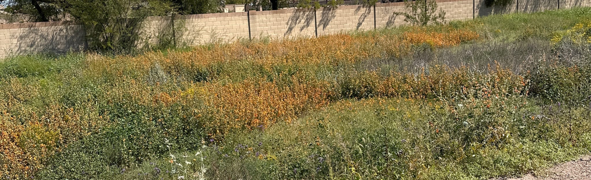 Signal Butte Park Loop, Arizona - 129 Reviews, Map | AllTrails