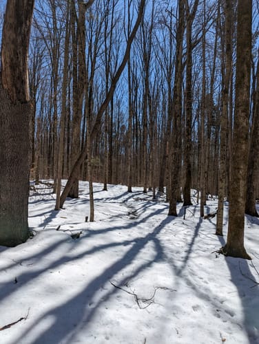 Best Hikes and Trails in Bear Swamp State Forest | AllTrails