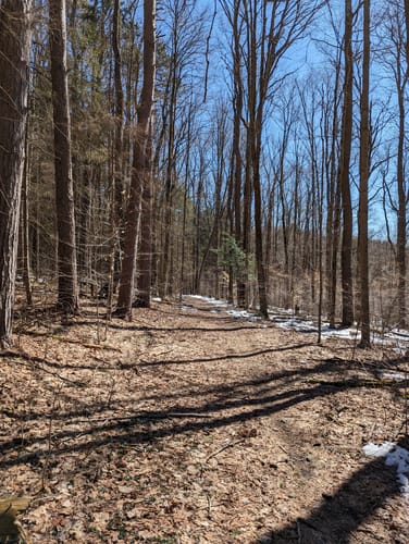 Best Hikes and Trails in Bear Swamp State Forest | AllTrails