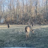 Skyline Drive: Thornton Gap to Swift Run Gap, Virginia - 204 Reviews ...