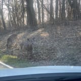 Skyline Drive: Thornton Gap to Swift Run Gap, Virginia - 204 Reviews ...