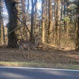 Skyline Drive: Thornton Gap to Swift Run Gap, Virginia - 204 Reviews ...