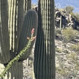 Cactus Forest Loop Drive, Arizona - 462 Reviews, Map | AllTrails