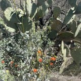 Cactus Forest Loop Drive, Arizona - 462 Reviews, Map | AllTrails