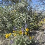 Cactus Forest Loop Drive, Arizona - 462 Reviews, Map | AllTrails