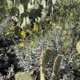 Cactus Forest Loop Drive, Arizona - 462 Reviews, Map | AllTrails