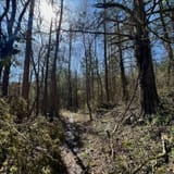 Goat Bluff Trail, Arkansas - 132 Reviews, Map | AllTrails