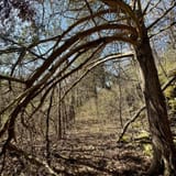 Goat Bluff Trail, Arkansas - 132 Reviews, Map | AllTrails