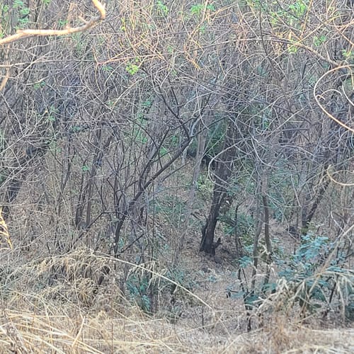 Los mejores senderos y rutas en Baner-Pashan Biodiversity Park | AllTrails