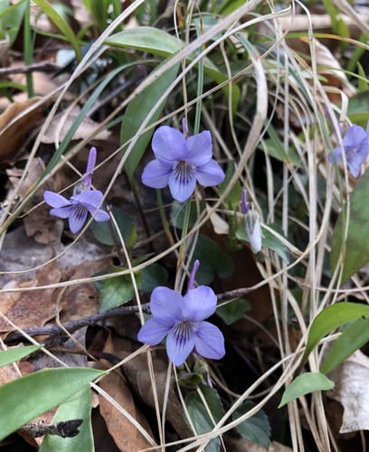 Best Hikes and Trails in Gladys Riley Goldenstar Lily Nature Preserve ...