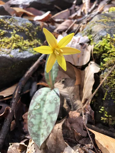 Best Hikes and Trails in Gladys Riley Goldenstar Lily Nature Preserve ...