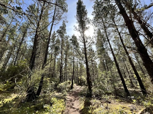 2023 Best Beach Trails in Willapa National Wildlife Refuge | AllTrails
