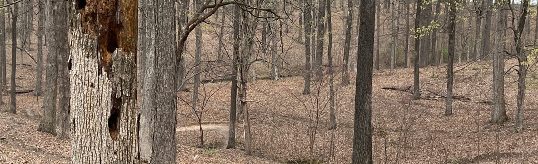 Klaus Park Trail: 58 Reviews, Map - Missouri | AllTrails