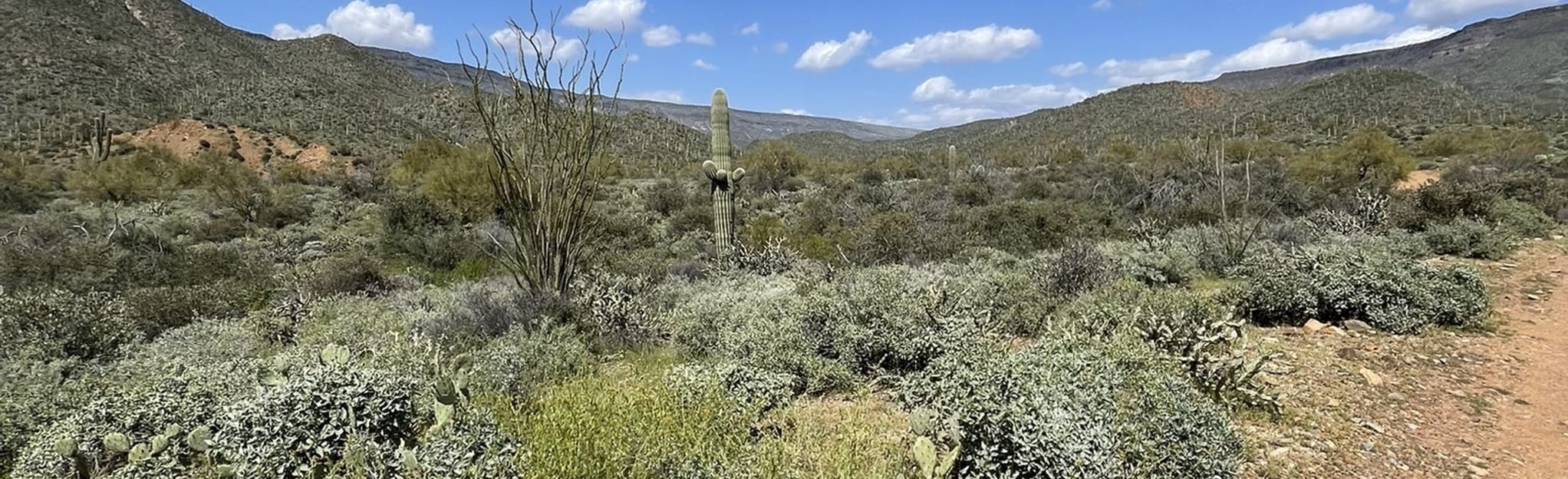 Spur Cross to Trail 252, Arizona - 187 Reviews, Map | AllTrails
