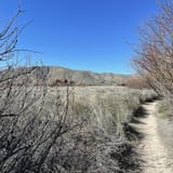 Big Morongo Canyon Trail, California - 429 Reviews, Map | AllTrails