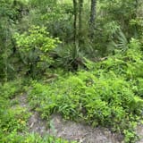 Torreya Challenge, Florida - 234 Reviews, Map | AllTrails