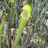 Pitcher Plant Trail, Texas - 239 Reviews, Map | AllTrails