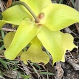 Pitcher Plant Trail, Texas - 239 Reviews, Map | AllTrails