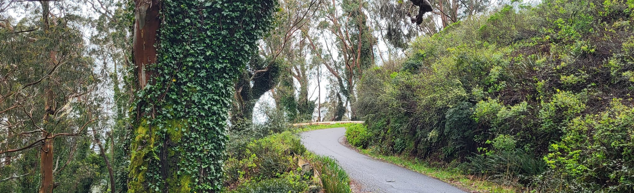 Sweeney Ridge: 1659 Reviews, Map - California | AllTrails