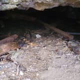 Peg Leg Mine Trail, Tennessee - 165 Reviews, Map | AllTrails