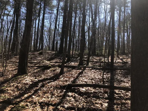 Best 10 Hiking Trails in Upton State Forest | AllTrails