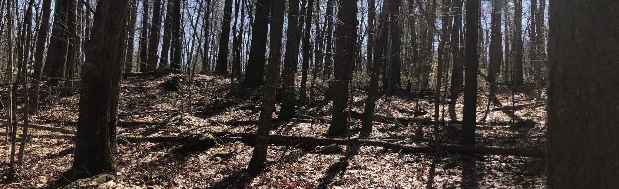 Puddin Trail Loop, Massachusetts - 21 Reviews, Map | AllTrails