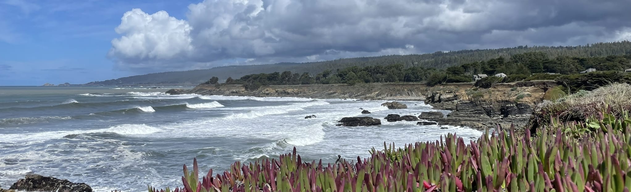Salal and Bluff Trail Loop: 78 Reviews, Map - California | AllTrails