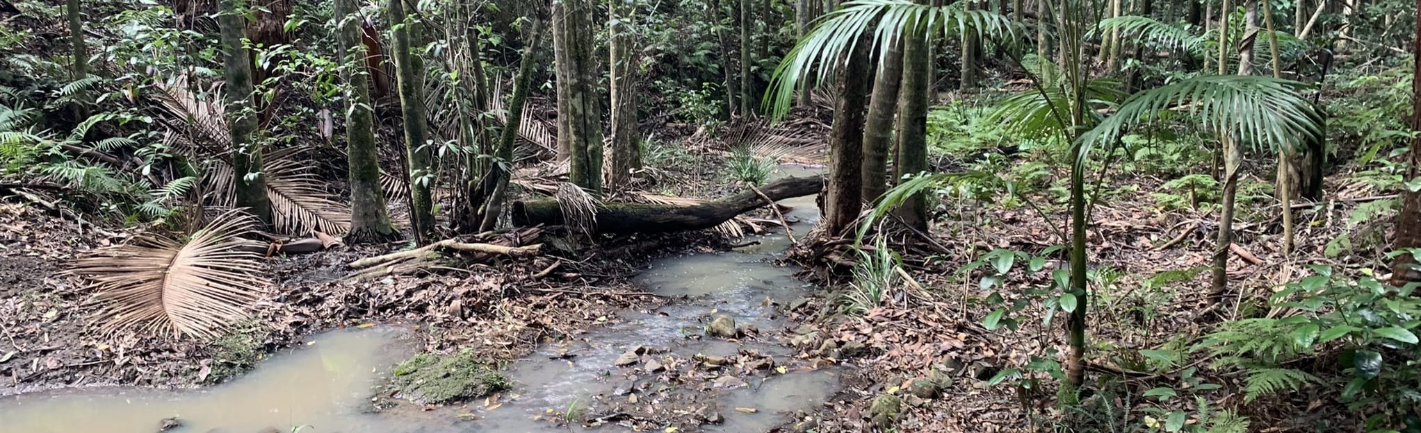 Kendall State Forest Loop: 5 Fotos - New South Wales, Australien ...