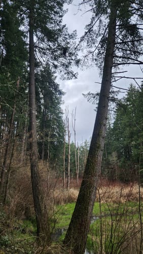 Best Hikes and Trails in Lowami Hart Woods Natural Area | AllTrails