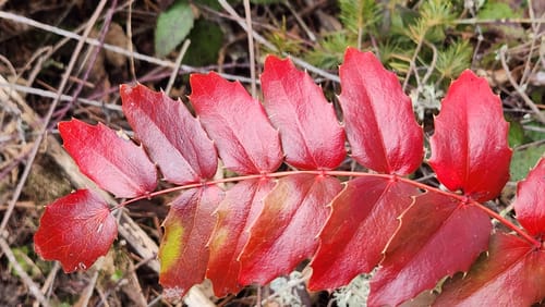 Best Hikes and Trails in Lowami Hart Woods Natural Area | AllTrails