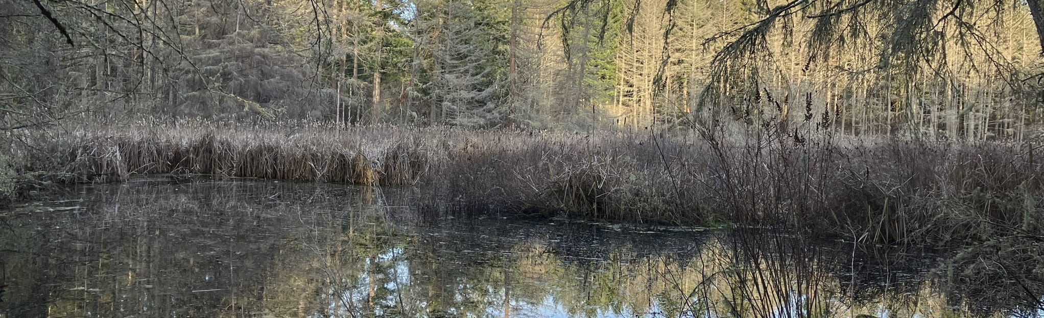 Farrell Marsh Loop: 151 Reviews, Map - Washington | AllTrails