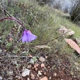 Overlook, Soaproot, and Old Stage Loop, California - 333 Reviews, Map ...