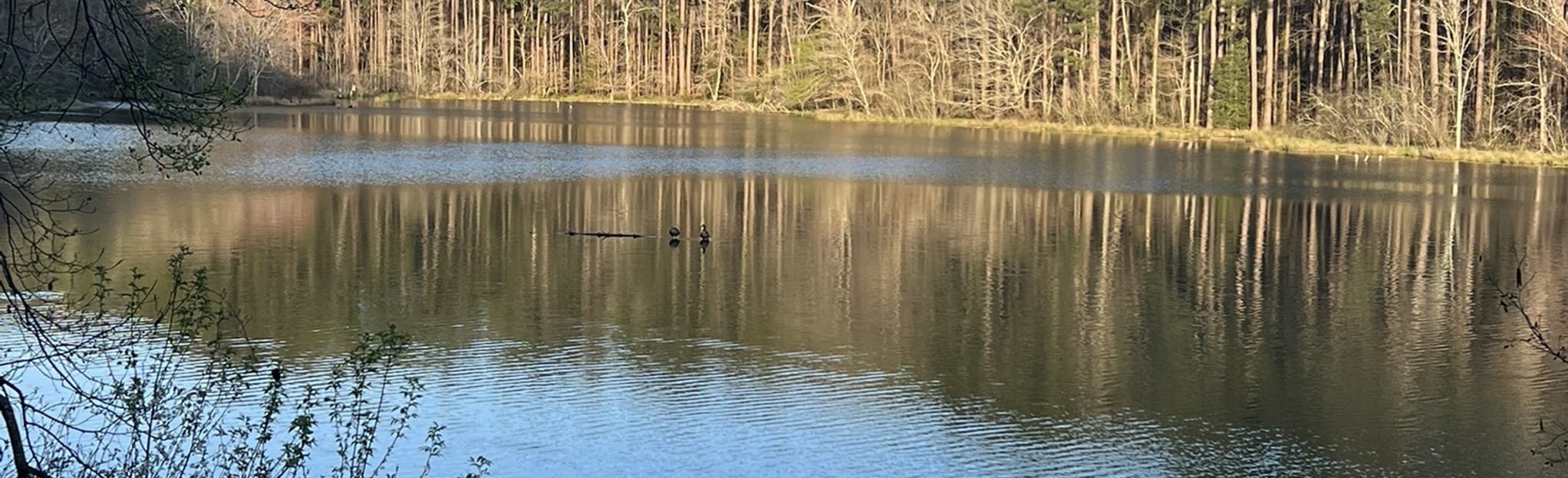 Lake Russell Loop Trail, Georgia - 275 Reviews, Map | AllTrails