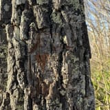 Sutton Ridge Overlook Trail, Tennessee - 495 Reviews, Map | AllTrails