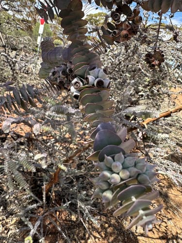 Best Hikes and Trails in Karlkurla Bushland Park | AllTrails