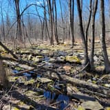 Thunder Swamp Short Loop, Pennsylvania - 83 Reviews, Map | AllTrails