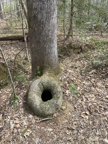 Best 10 Hikes and Trails in Medoc Mountain State Park | AllTrails