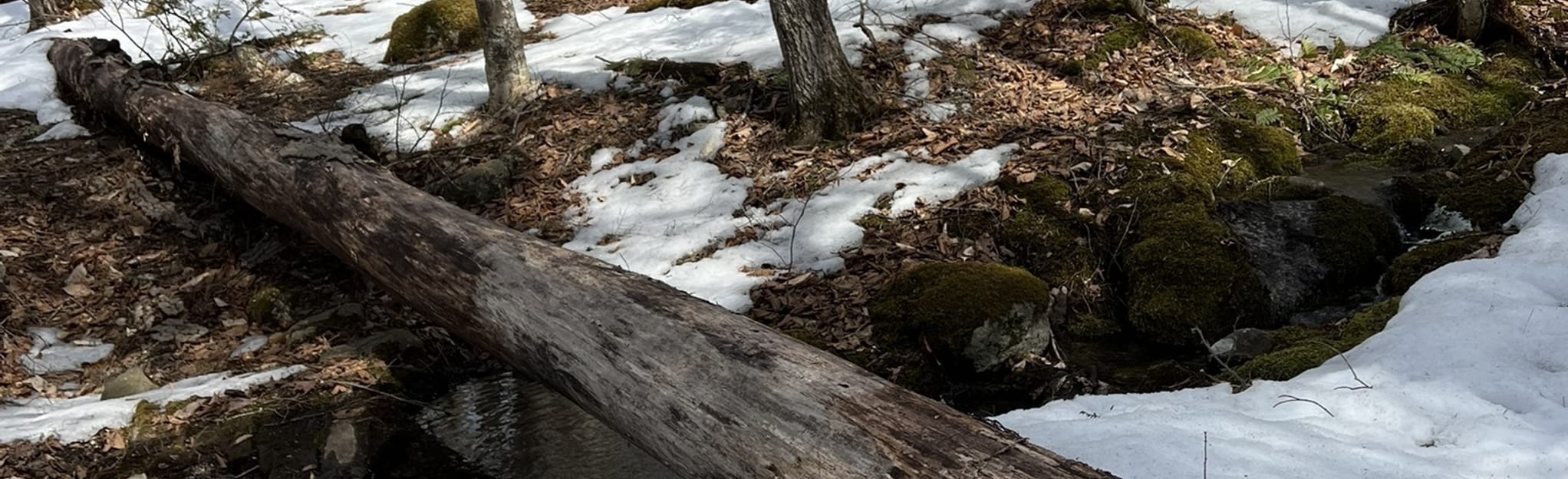 Townsend Family Trail, Maine - 43 Reviews, Map | AllTrails