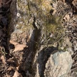 Morgan Run Natural Environmental Area Trails, Maryland - 417 Reviews ...