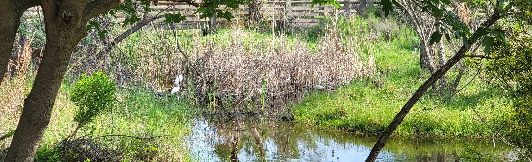 Tule Marsh East Trail, Texas - 16 Reviews, Map | AllTrails