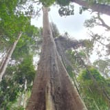 Mount Lambak, Johor, Malaysia - 222 Reviews, Map | AllTrails