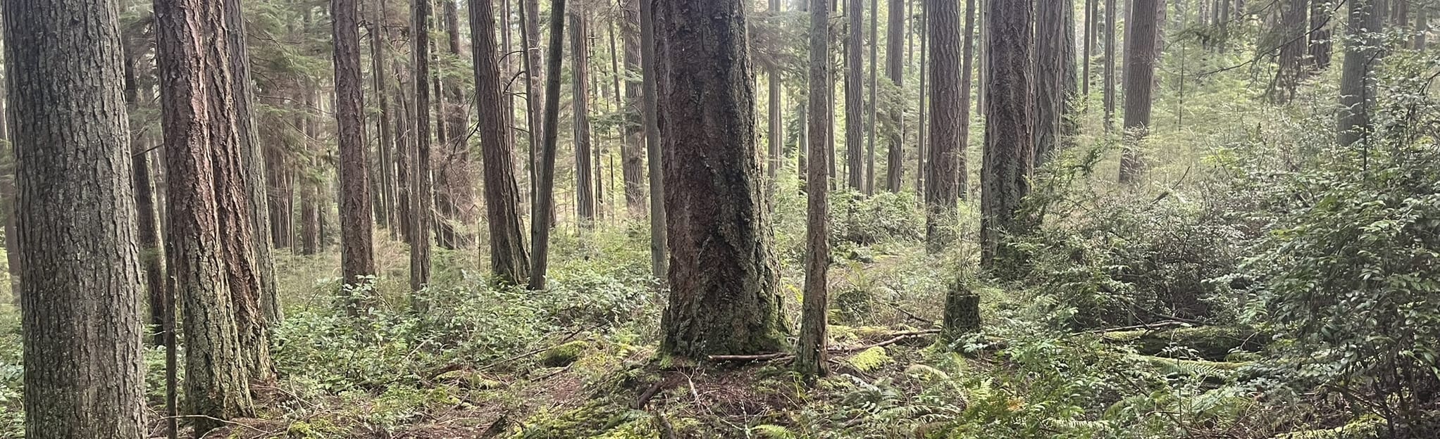 North, Wetland, Big Loop and Big Tree Loop | Map, Guide - Washington ...