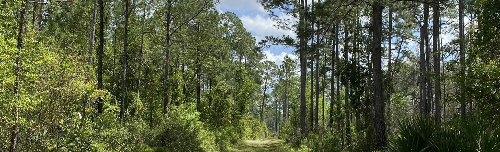 Mud Springs Trail, Florida - 150 Reviews, Map | AllTrails