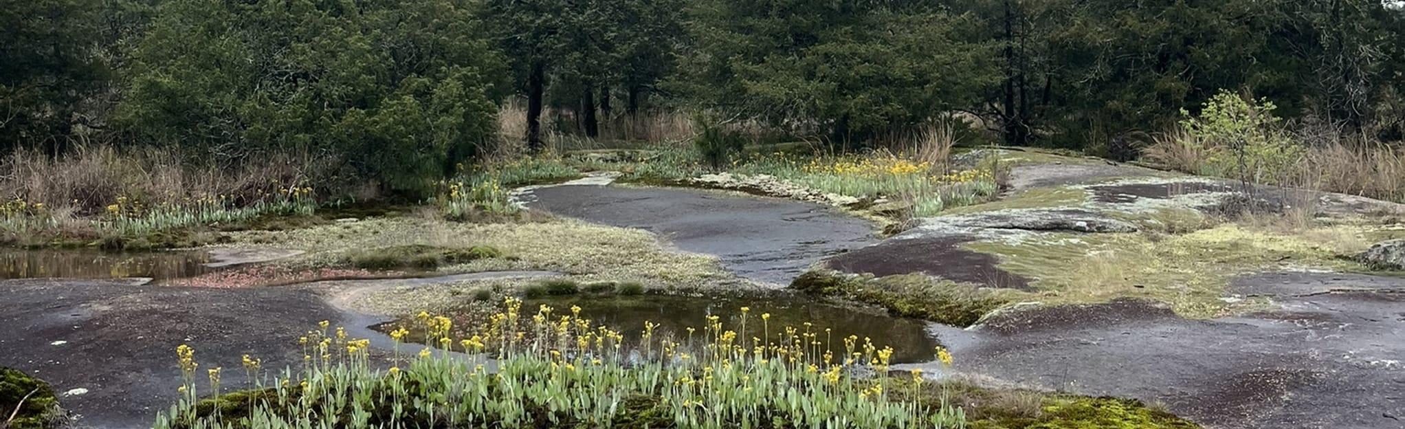 Forty Acre Rock Loop | Map, Guide - South Carolina | AllTrails