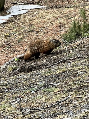 Best Hikes and Trails in Hog's Back Park | AllTrails